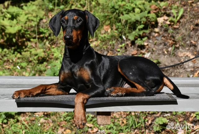 Девочка немецкого пинчера