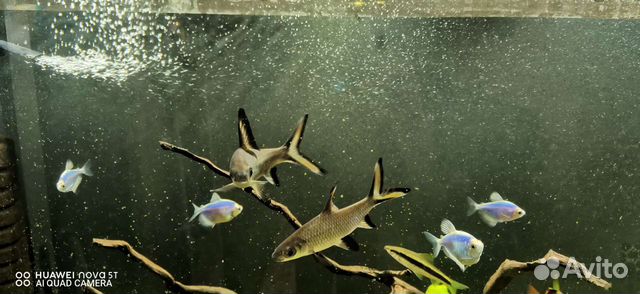 Акулий балу