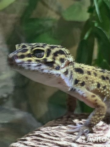 Самка эублефара