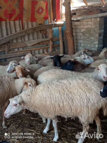 Матки с откорма и 4барана