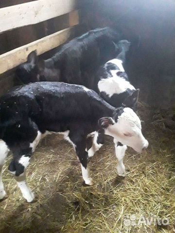 Телята Бычок и телка