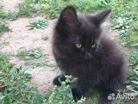 Сибирские пушистики c хорошим воспитанием
