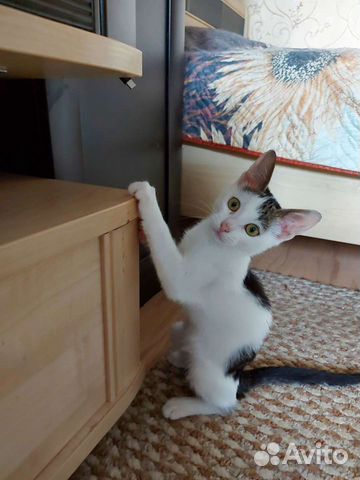Котенок в дар
