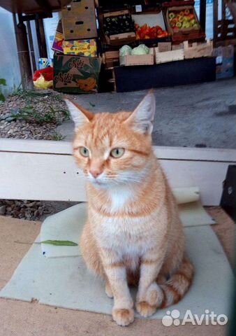 Рыжуля ищет дом