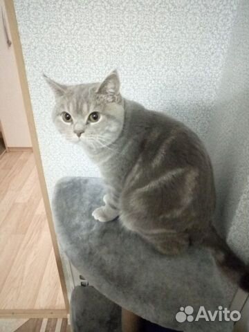 Британский кот бесплатно