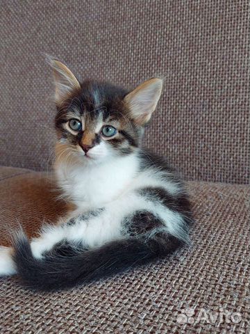 Котенок Буся ищет дом