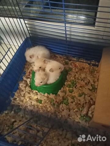 Серийские хомяки