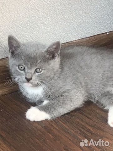 Чудесные котята