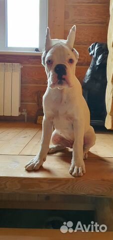 Щенок боксера белый