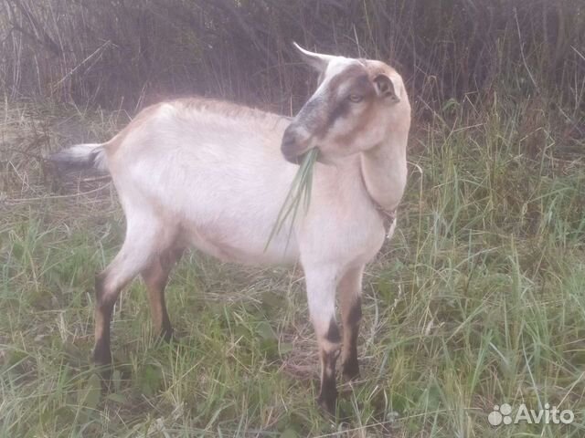 Коза Альпийской породы