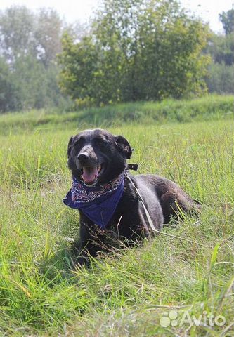 Собаке нужен дом и семья