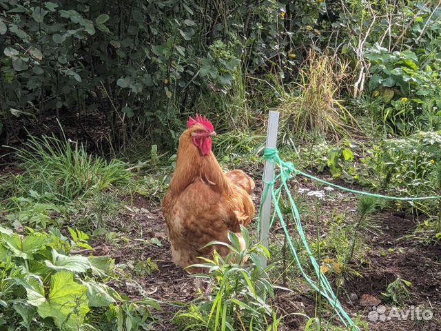 Куры и петухи