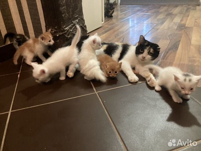 Котята в добрые руки