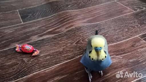 Волнистый попугай с клеткой