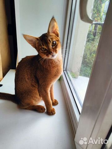 Абиссинская красавица