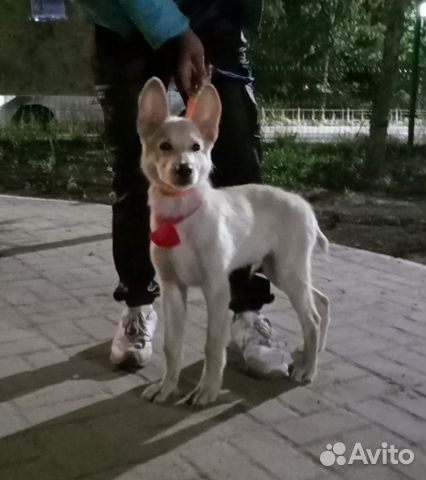 Щенок из леса