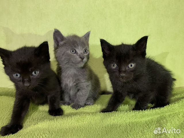Котята