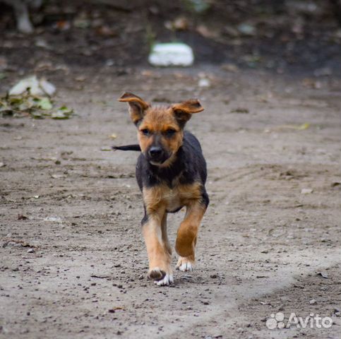 Элвис ищет дом