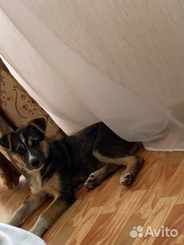 Щенок в добрые руки бесплатно