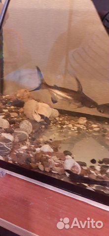 Аквариумные акулы, аквариумные рыбки