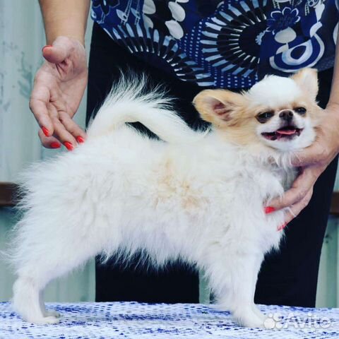 Длинношерстная девочка чихуа для разведения