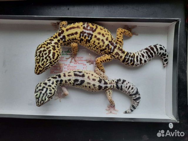 Эублефары иранские