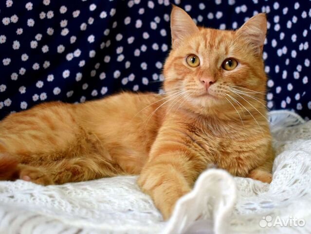 Лёва рыжее солнышко