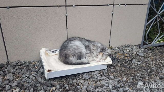 Приют для котенка