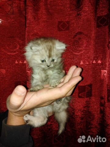 Котята