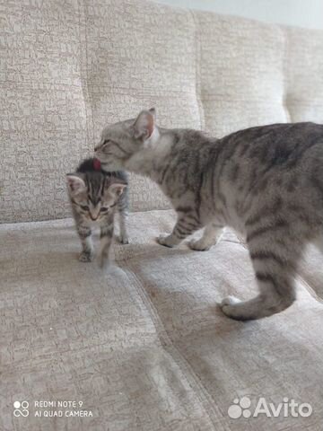 Кошка с котенком мальчиком