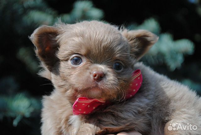 Лиловый колобок