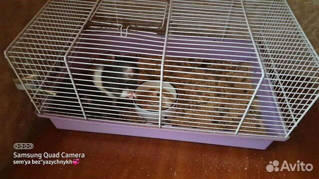 Крыса с клеткой