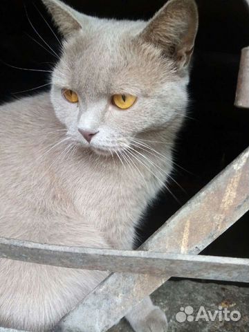 Британка цвета кофе