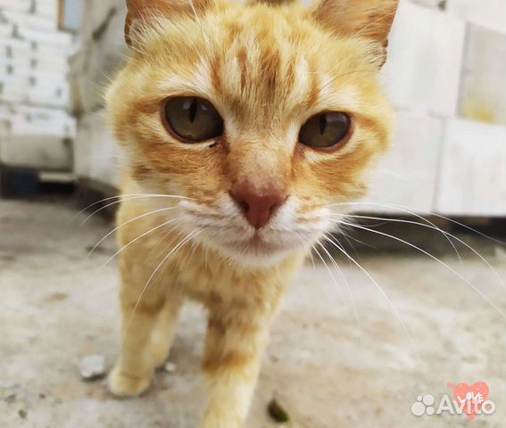 Рыжую кошку бросили на дачах