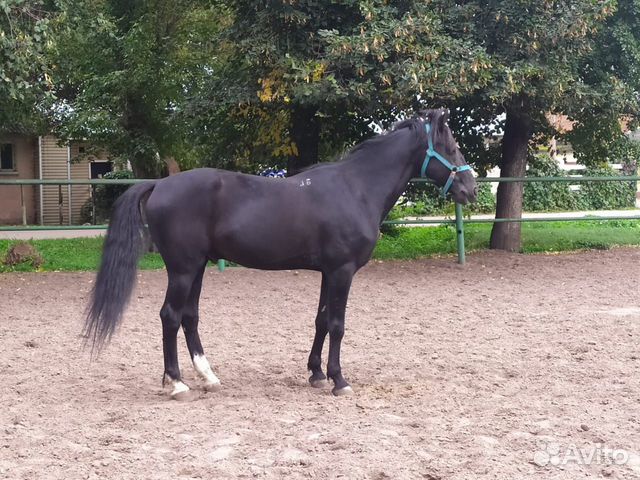 Орловский рысак