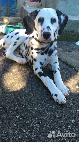 Далматин 5 месяцев