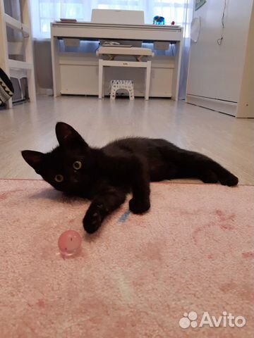 Прекрасный котенок (мальчик) 4-5 месяцев