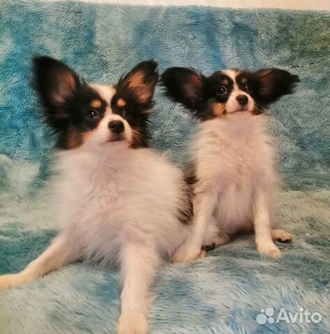 Мини папильоны девочки для Вас