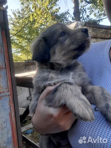 Щенок алабая бесплатно в добрые руки