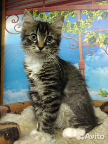 Красотка Китти