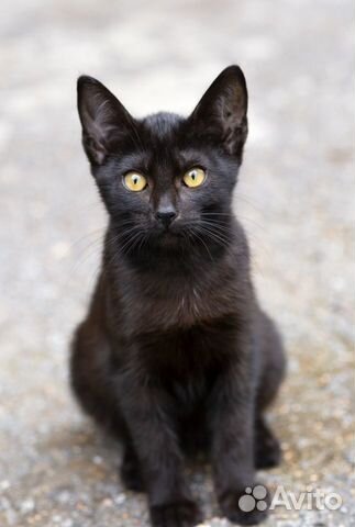 Милый котенок в добрые руки