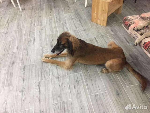 Аборигенный борзой ищет дом