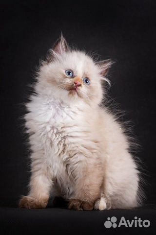 Очаровательная сибирская кошечка