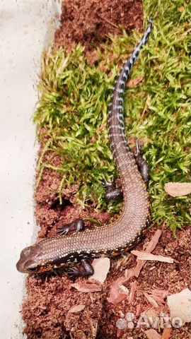 Огненный сцинк