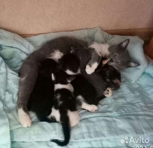 Котятки