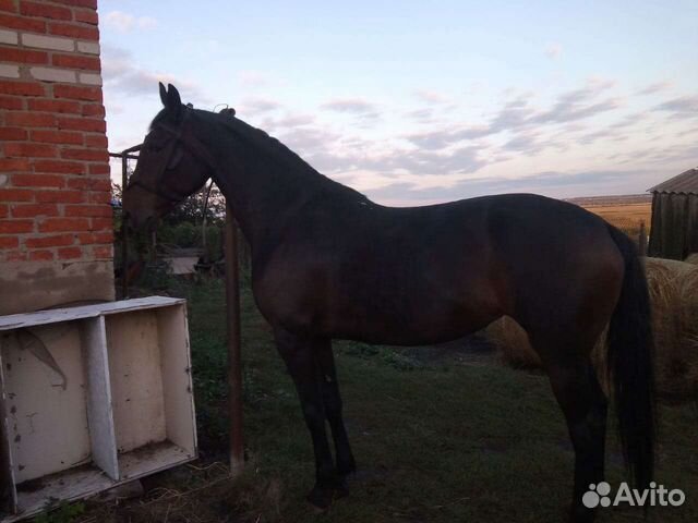 Орловская рысистая