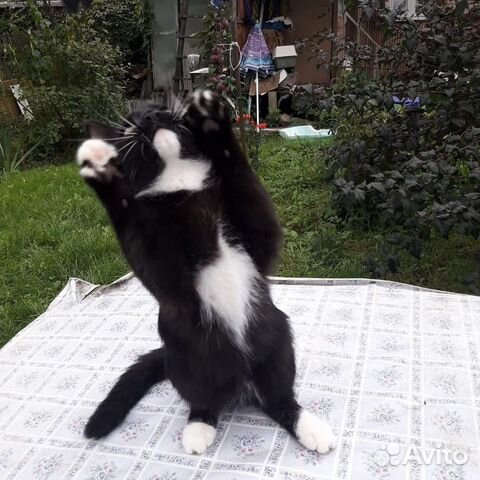 Котенок в добрые руки