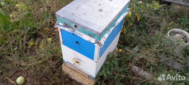 Пчелы и улья