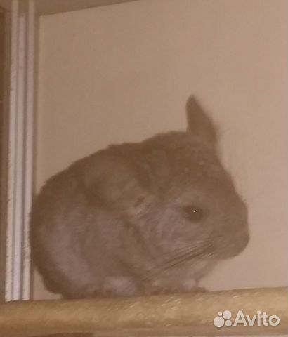 Шиншилленок,мальчик,стандарт,2мес
