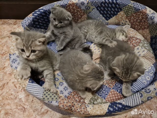 Кошки котята британские